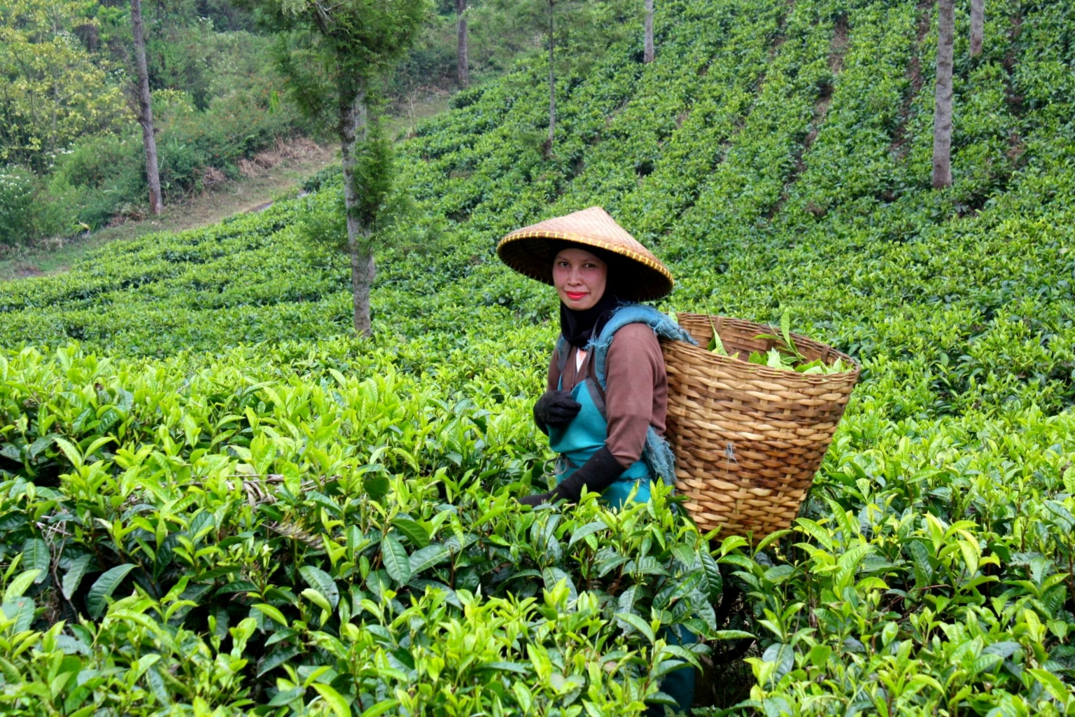 Tea Estates in Coonoor: Guide To Stays In Ooty & Coonoor 2024