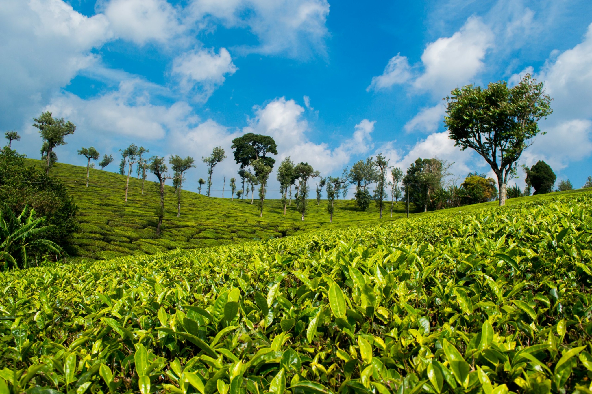Tea Estates in Coonoor: Guide To Stays In Ooty & Coonoor 2024