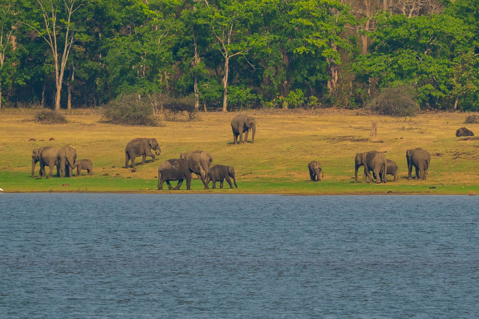 From Treehouse to Safari: Discover Nature’s Best at Exotica Kabini ...