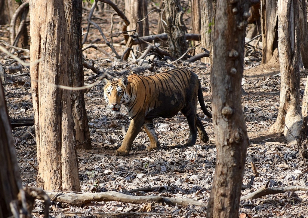 Things To Do In Pench - StayVista Journal
