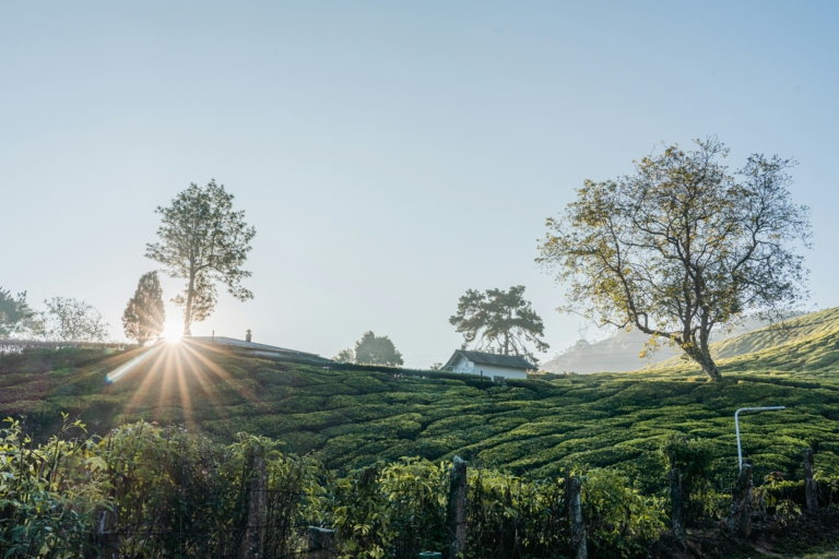 Tea Plantations and Hiking in Munnar - A Complete Guide