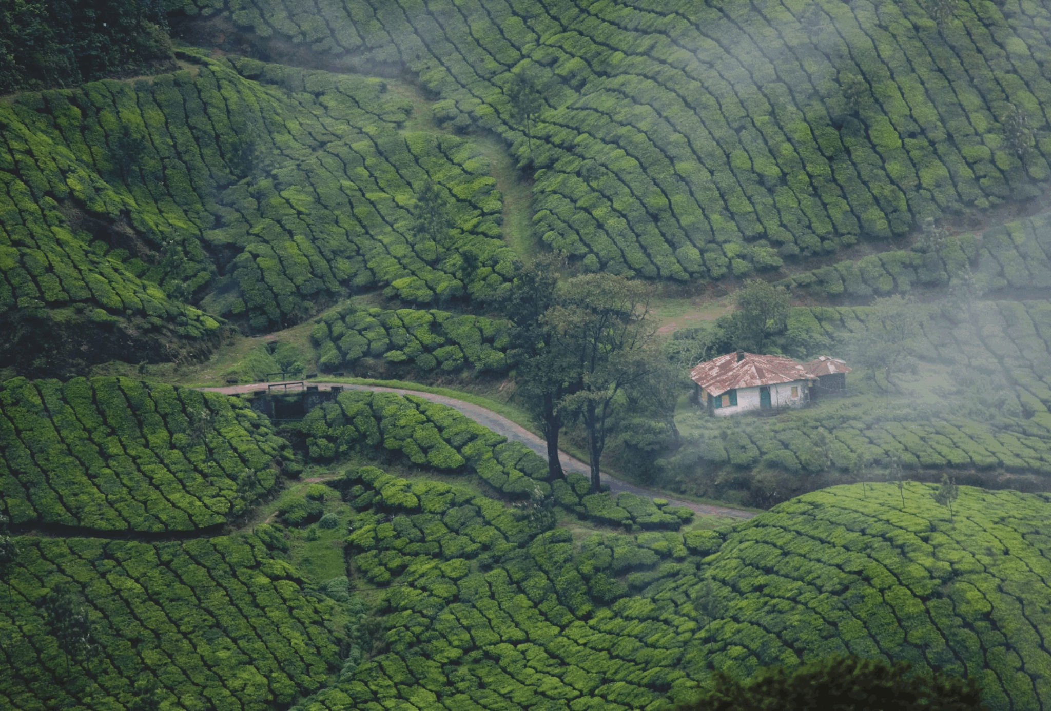 Tea Estates in South India: A Beginner's Travel Guide - StayVista Journal