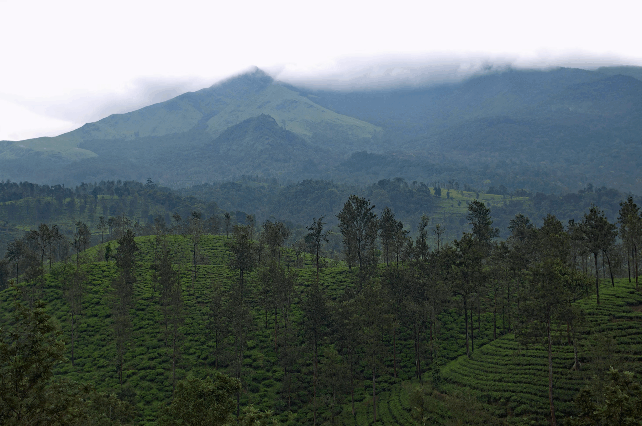 Tea Estates in South India: A Beginner's Travel Guide - StayVista Journal