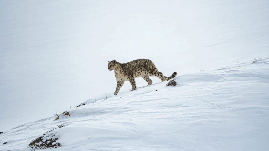 Snow Leopard Spotting in Spiti Valley in Winter - Best Winter Wildlife ...
